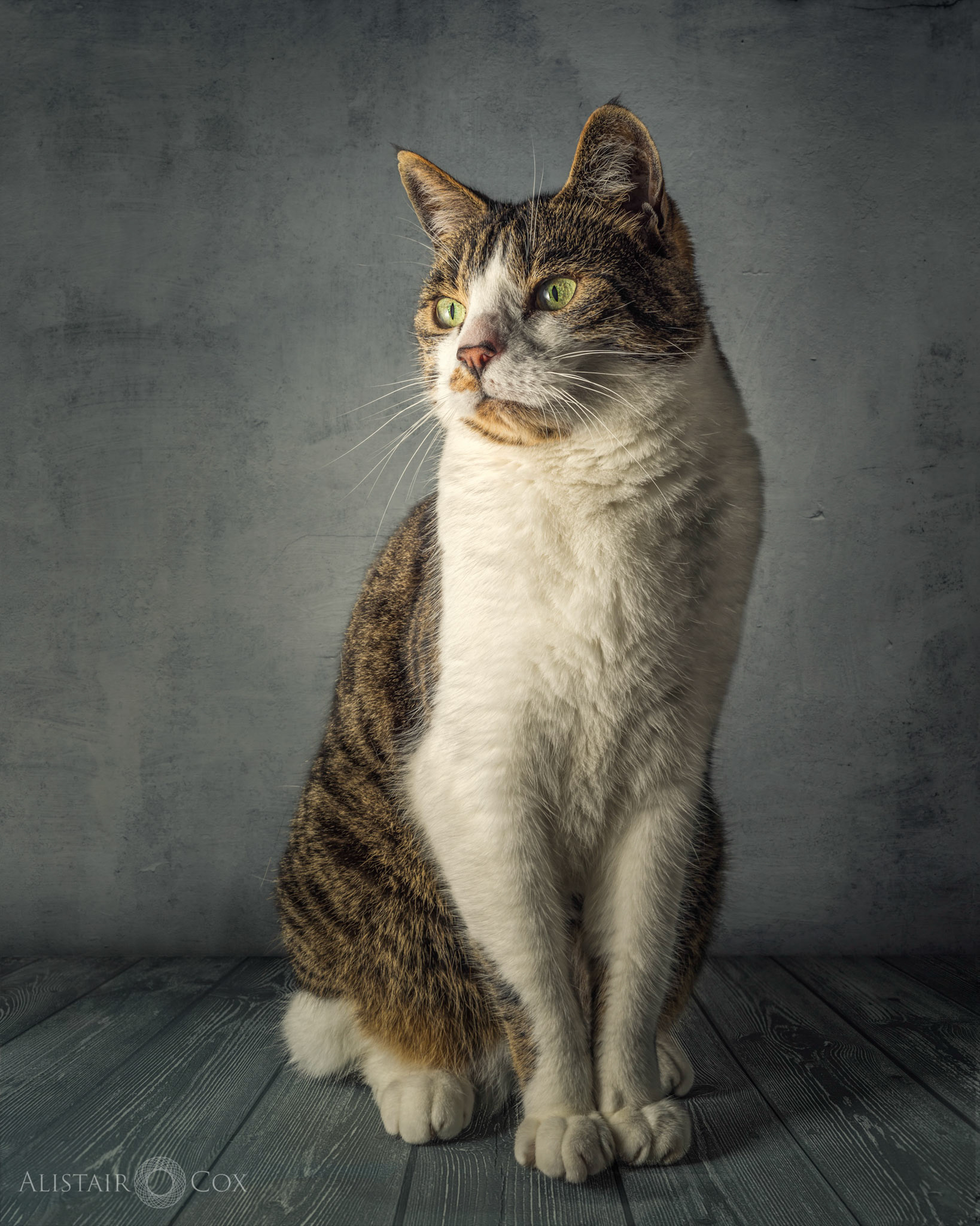 alistair cox - Animals