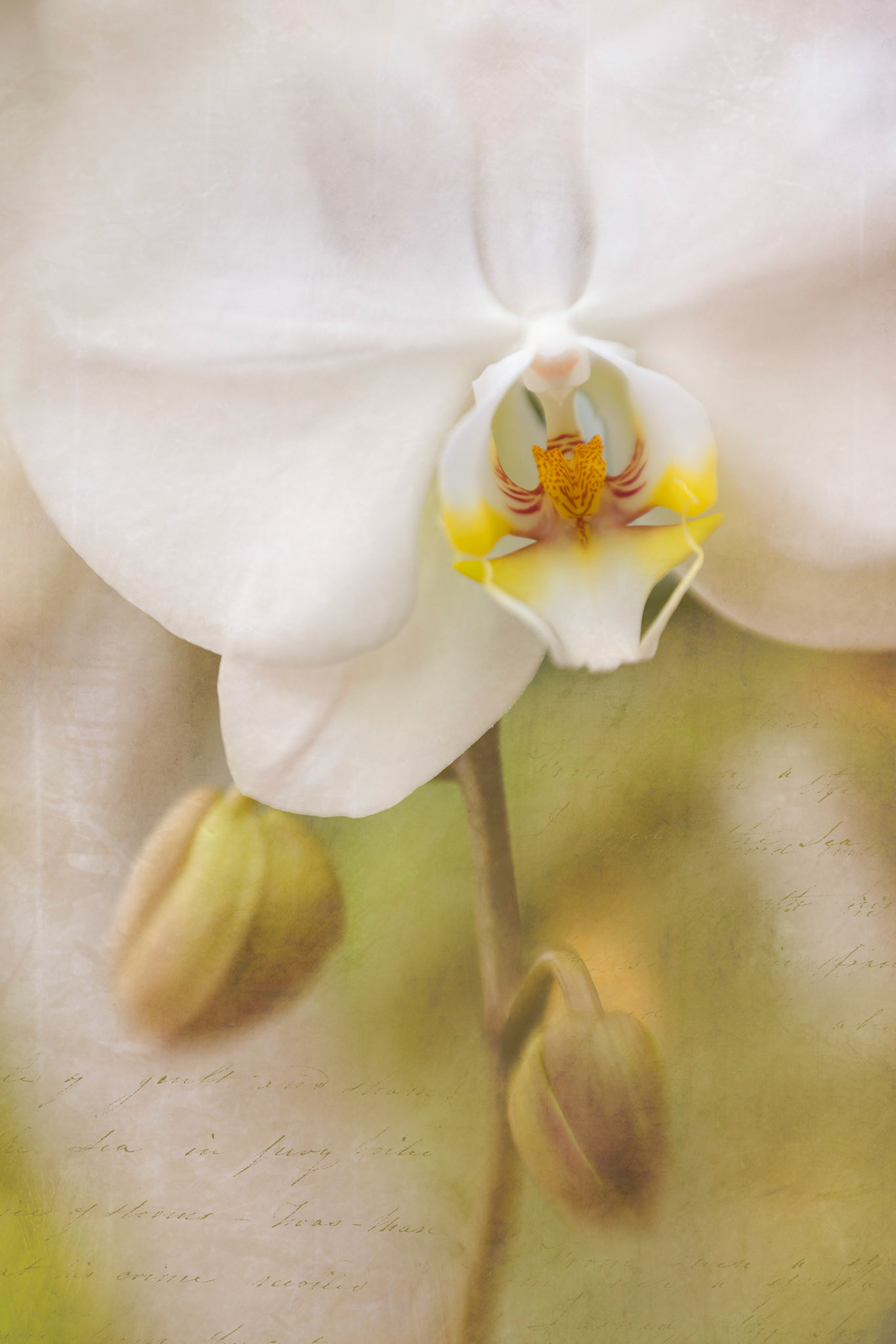 David Kelly - Gallery 3