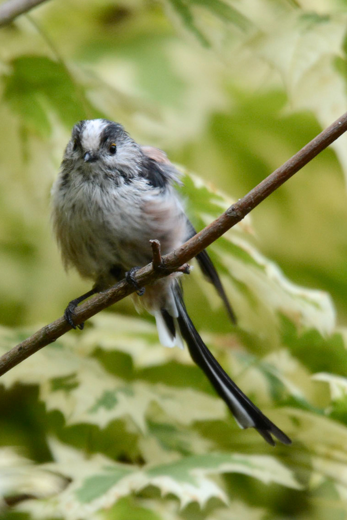 planetchapman - London Birds