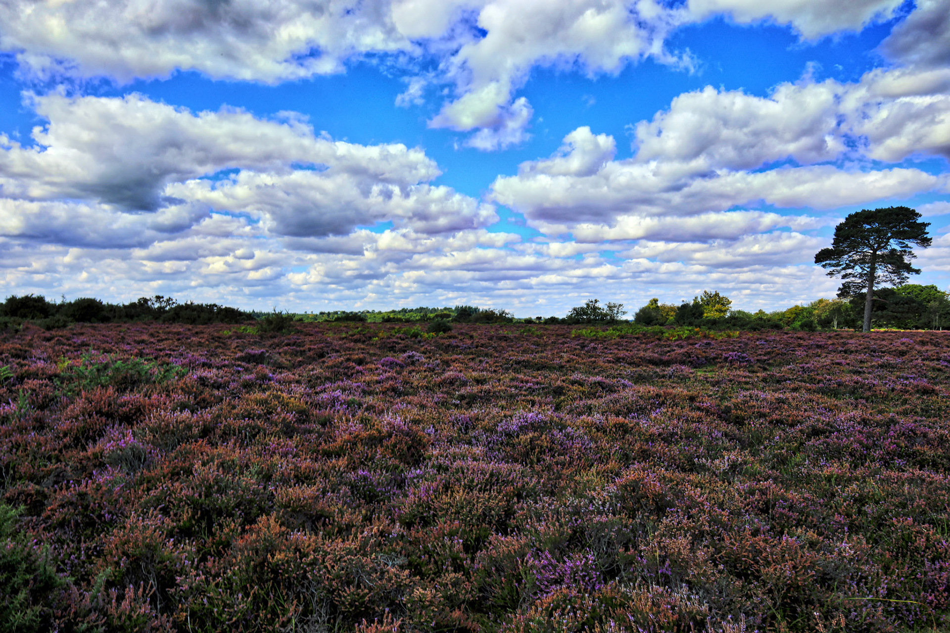 Kevin Pointer Photography - Fritham, New Forest