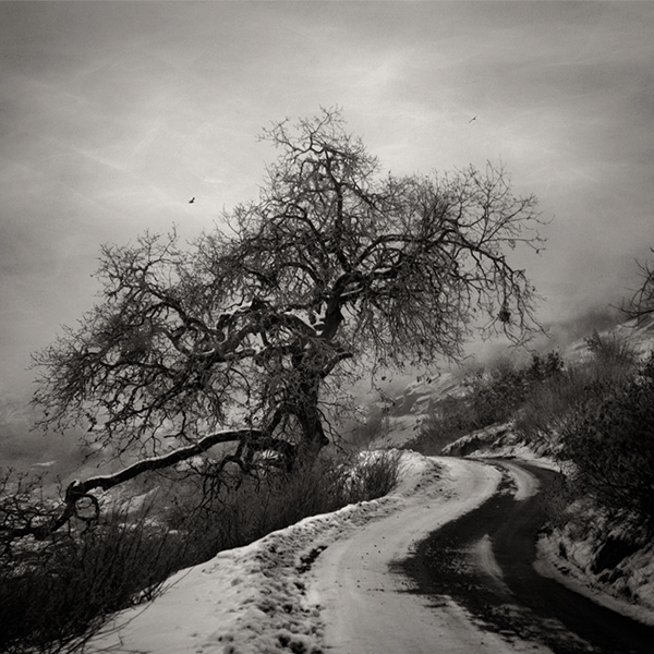 Lewis Anderson - Tree Talk