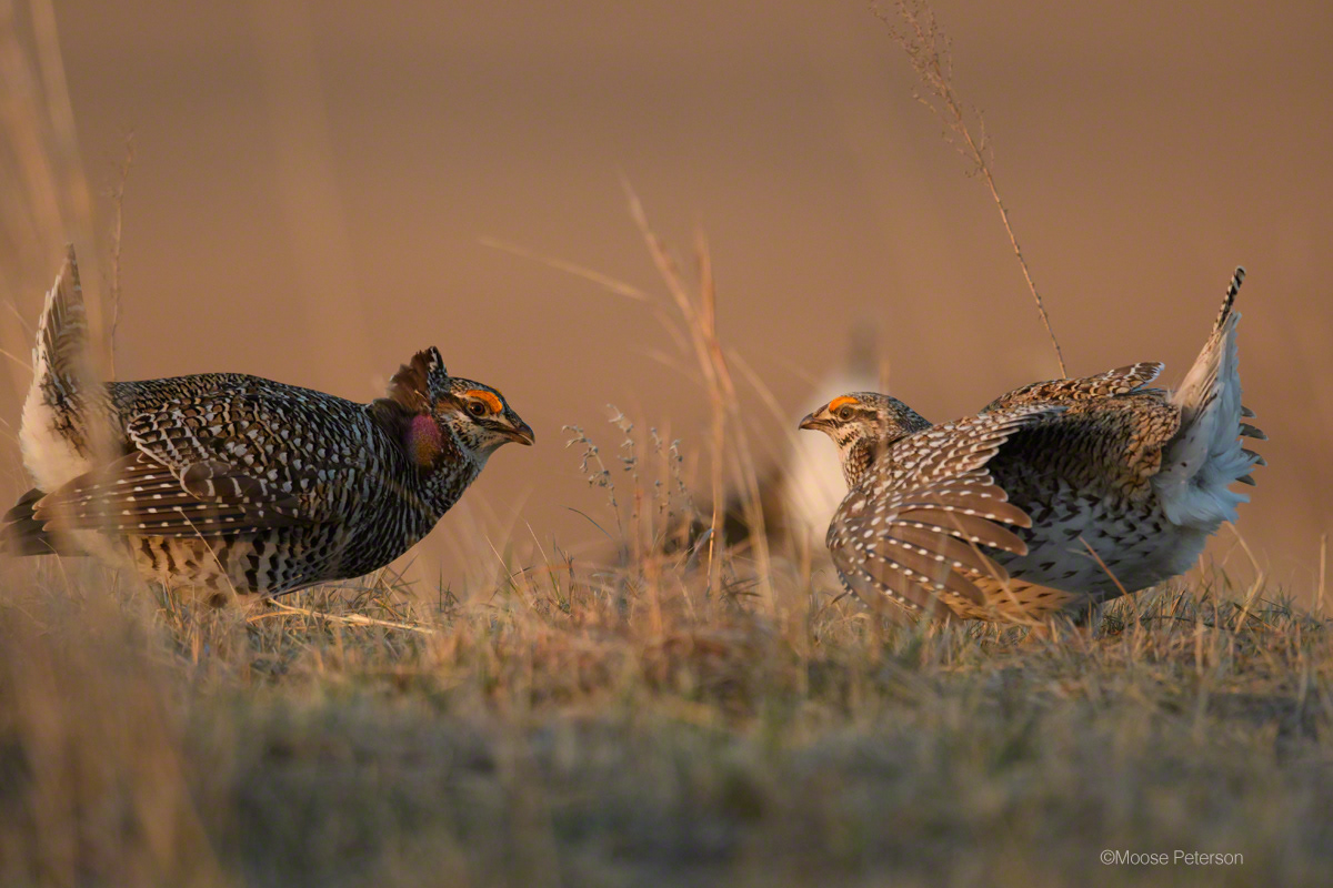Moose Peterson - Chicken & Grouse Apl '17