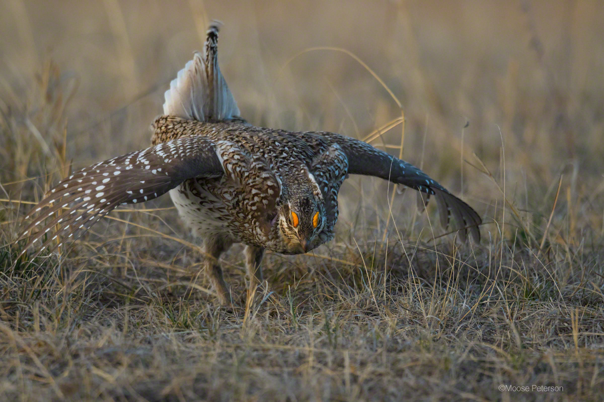 Moose Peterson - Chicken & Grouse Apl '17