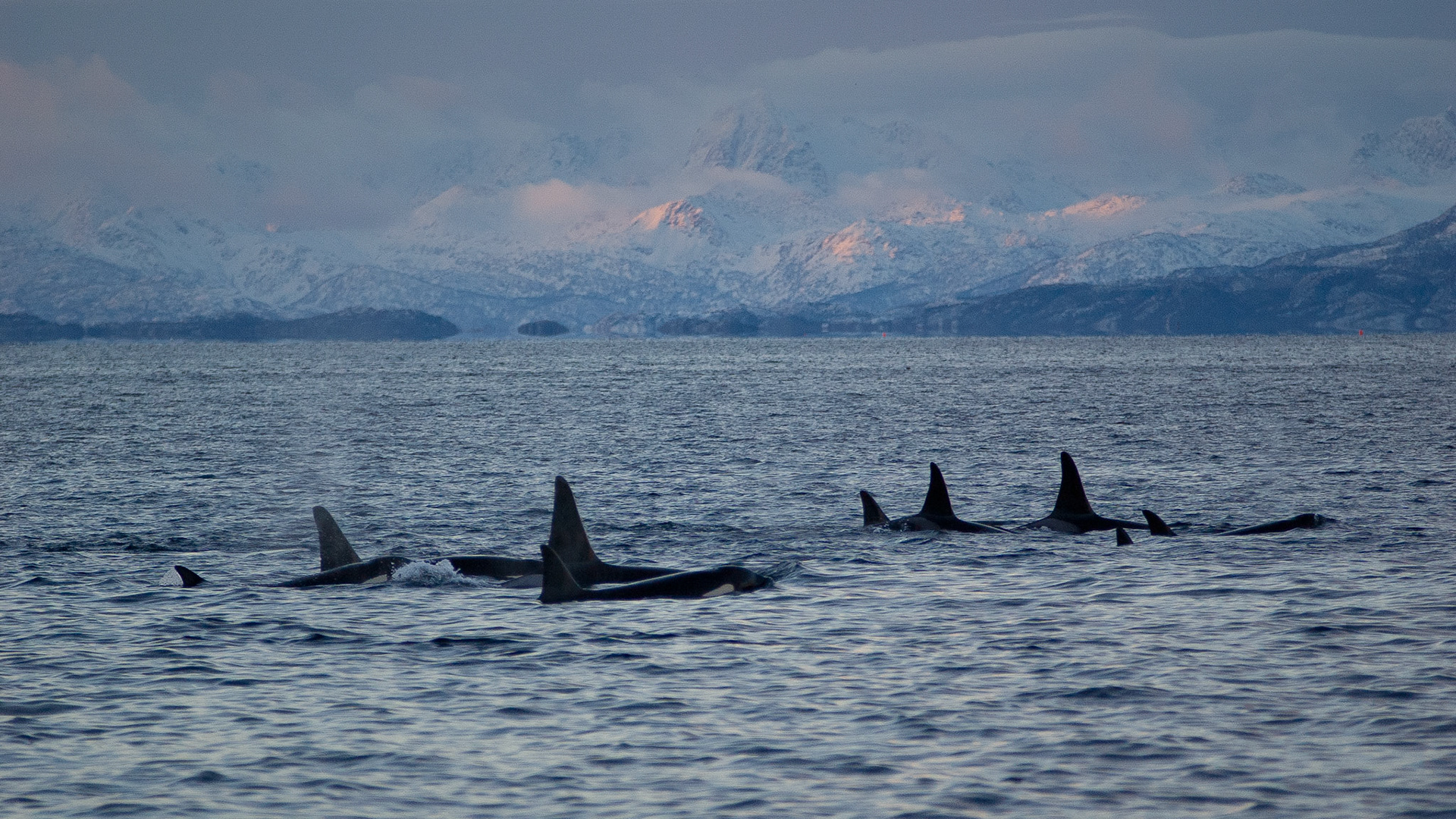 Natuurfotografie Fred van Wijk - Winter op 68º Noorderbreedte