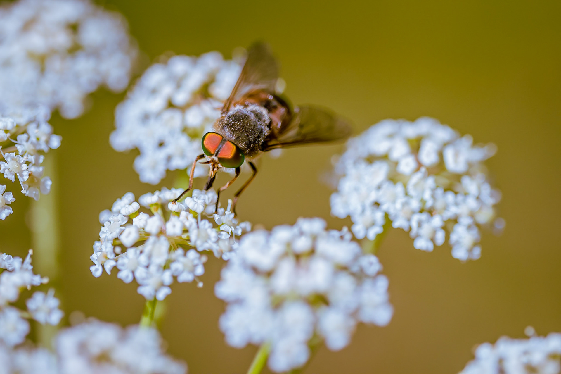 - https://philippebazindf44.myportfolio.com/ - Insectes des prairies