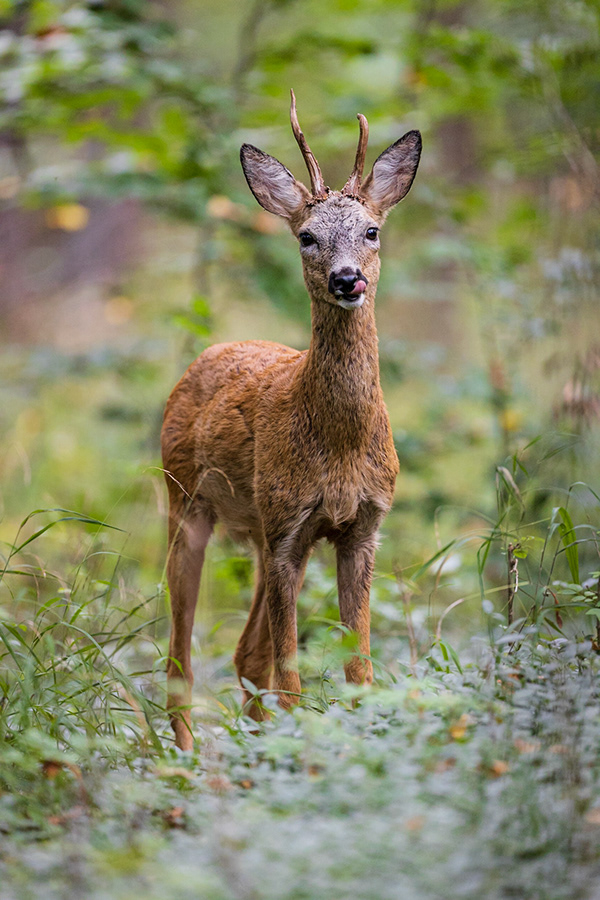 Marco Schütte | Fotografie - Rehwild
