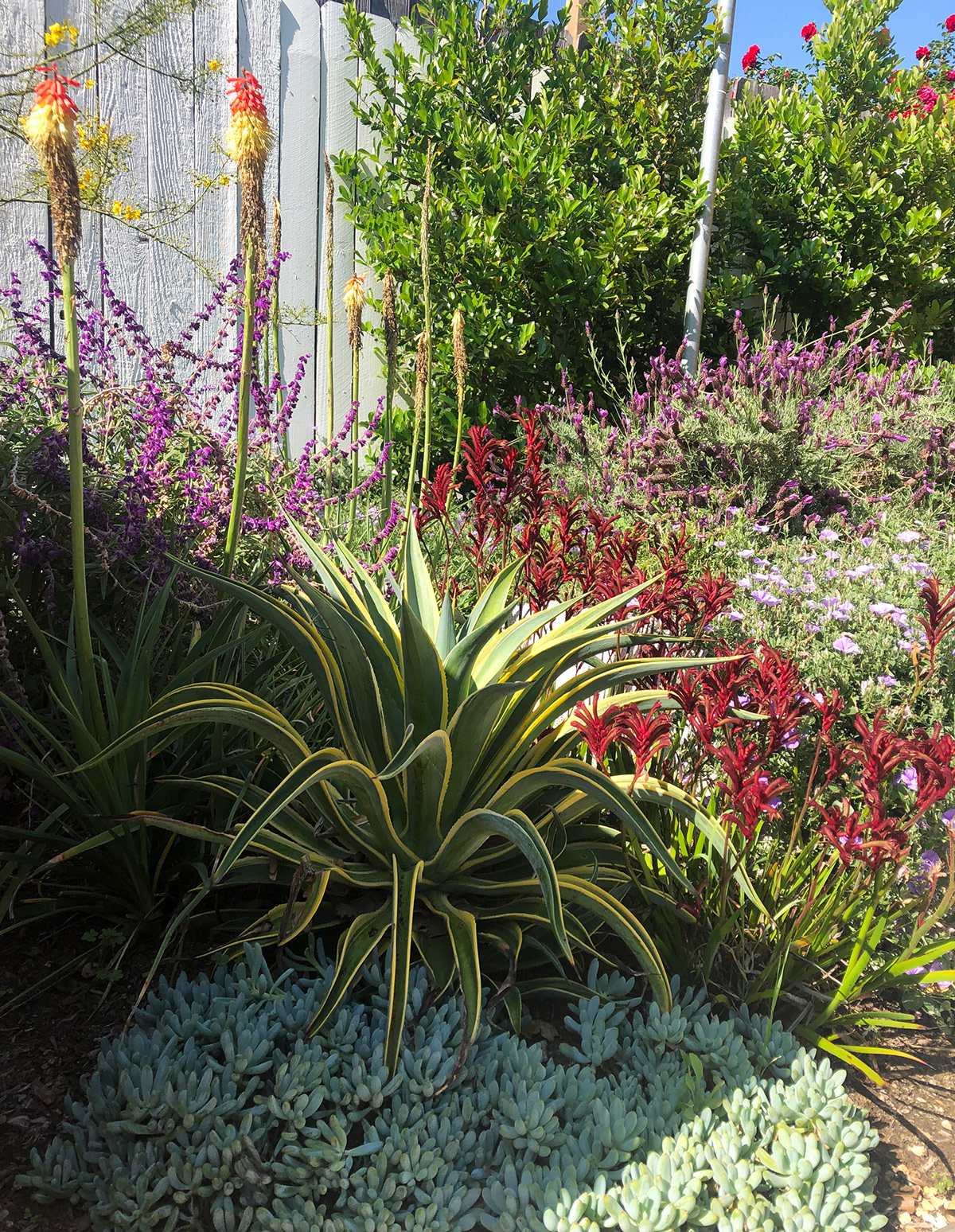 Jen Conlon Landscape Design - Buena Vista Avenue