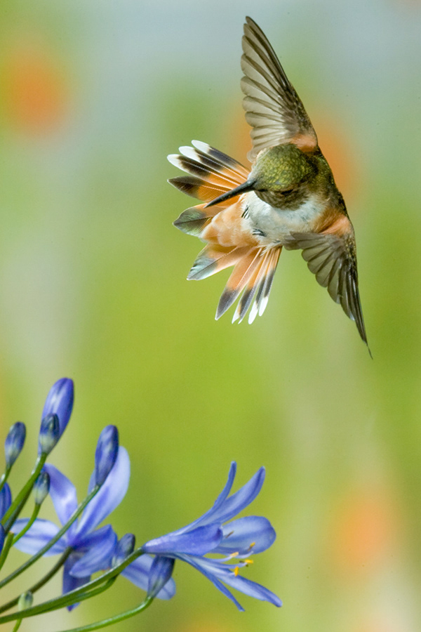 Roy Dunn - Hummingbirds in Nature