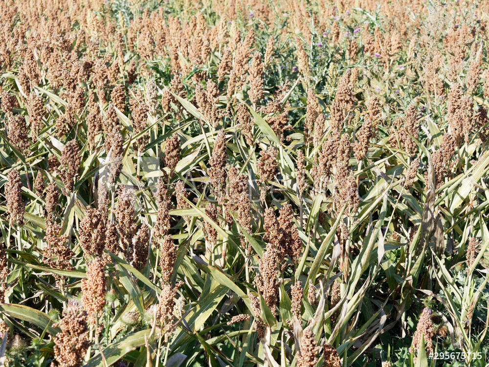 Portofolio. L'instant d'une photo. La flore - Sorgho rouge