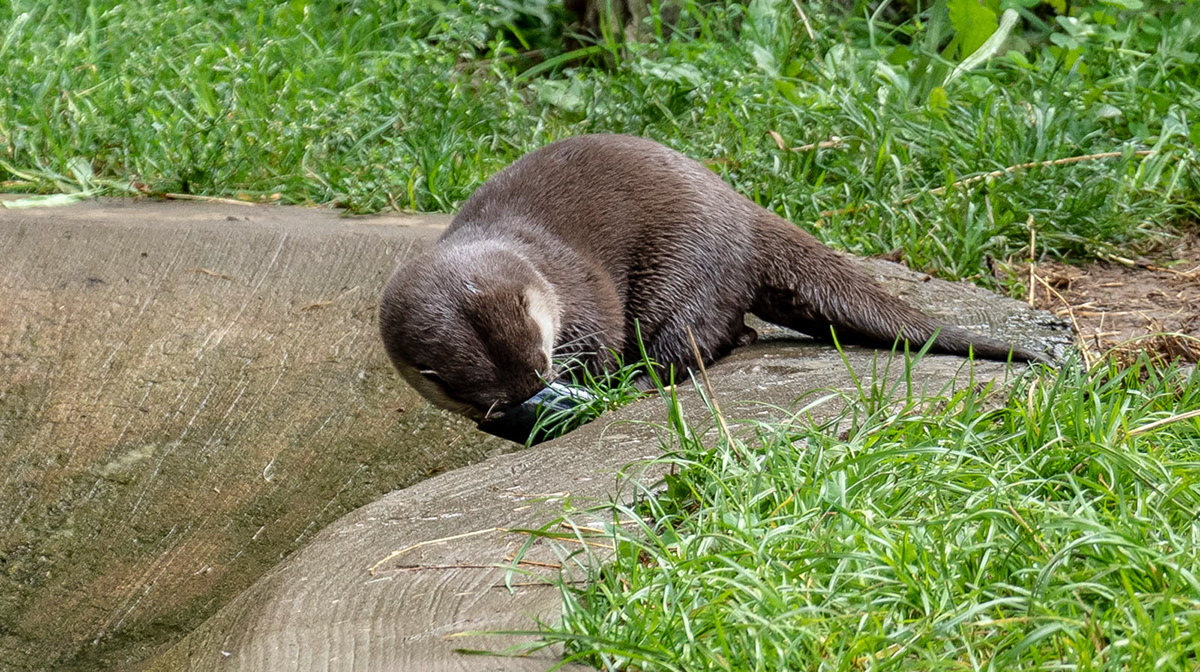 Steve Akehurst - Butterfly and Otter farm