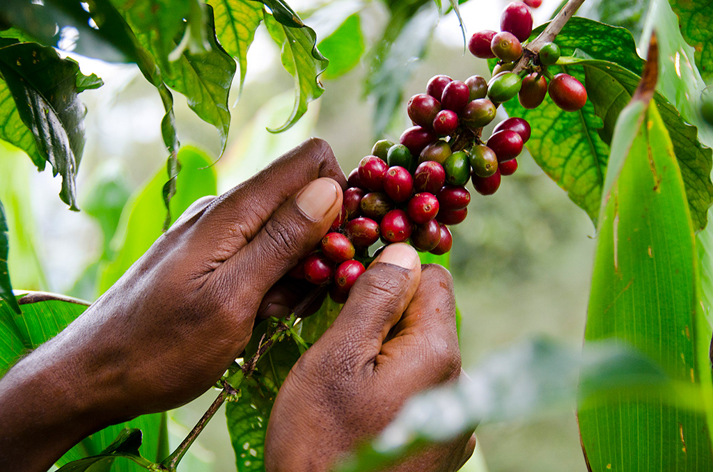Ryan Hawk Photography and Video - Papua New Guinea Coffee Project Ryan Hawk Photography and Video - Papua New Guinea Coffee Project