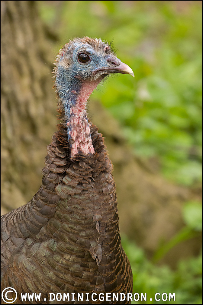 Dominic Gendron - Dindon sauvage — Wild Turkey