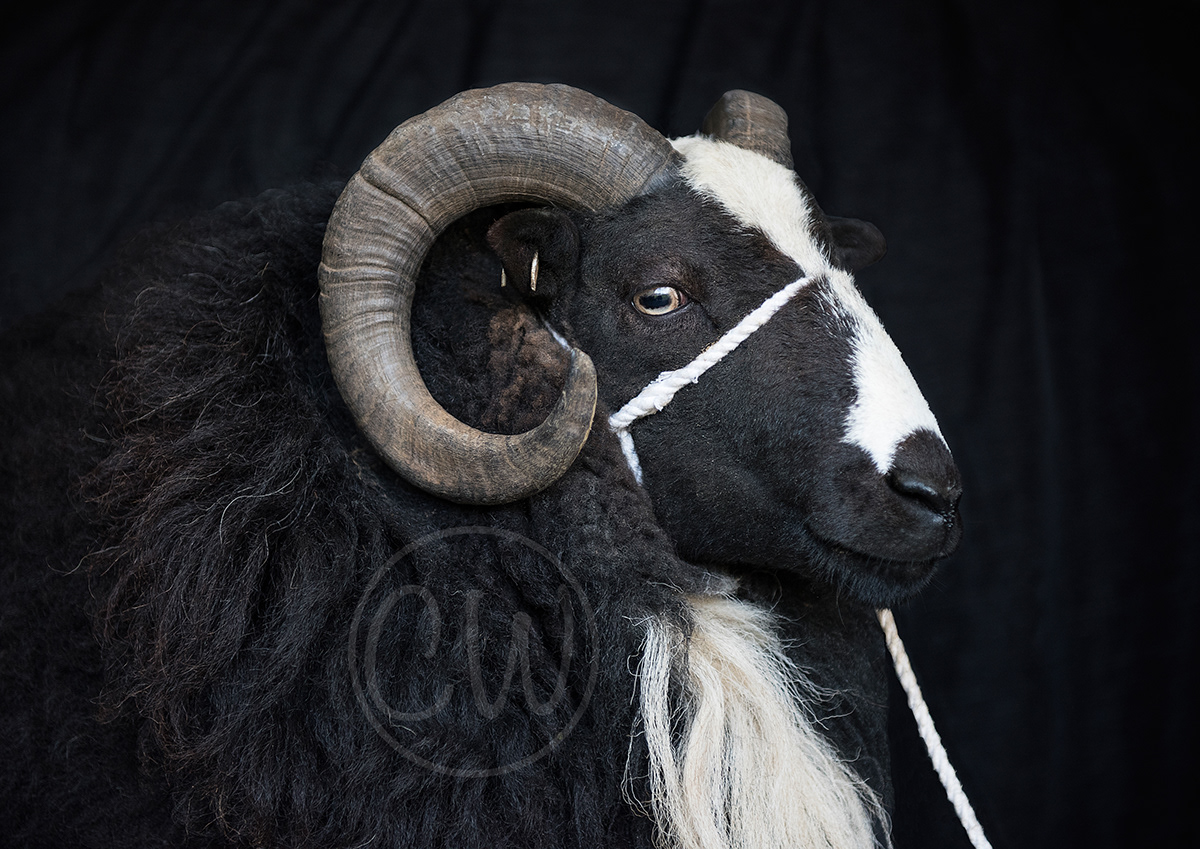 Rare Breeds Preservation Project by Claire Watson. - Balwen Welsh ...