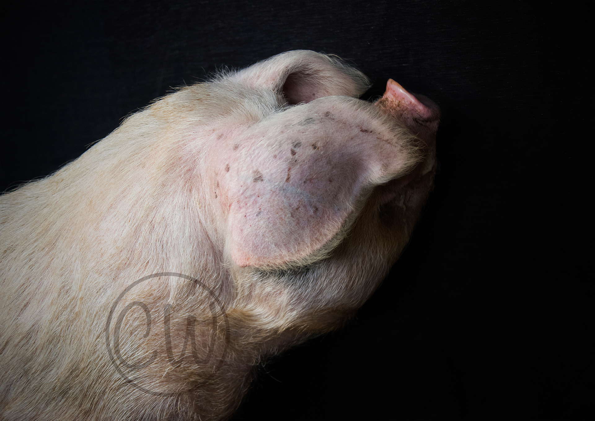 Rare Breeds Preservation Project by Claire Watson. - Gloucestershire ...