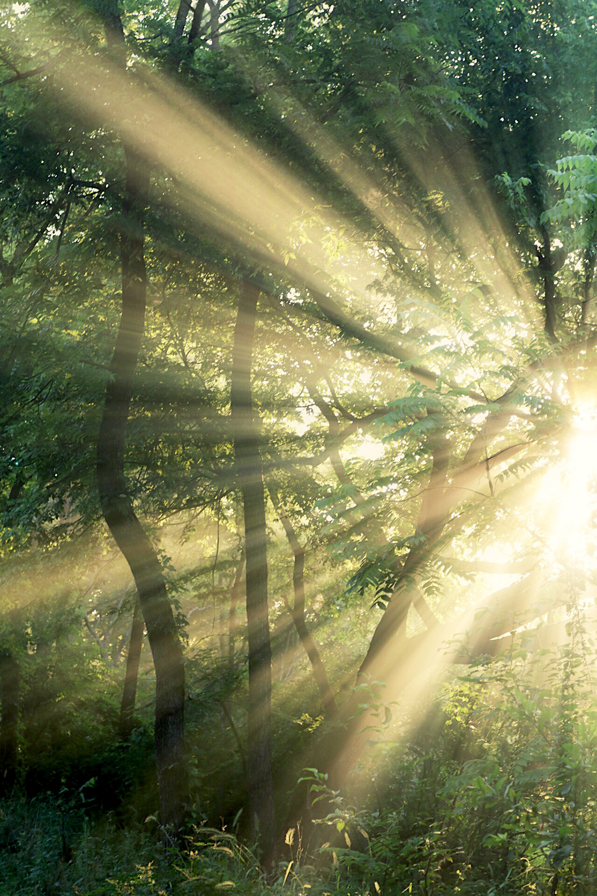 Meetjosue - Chasing Light