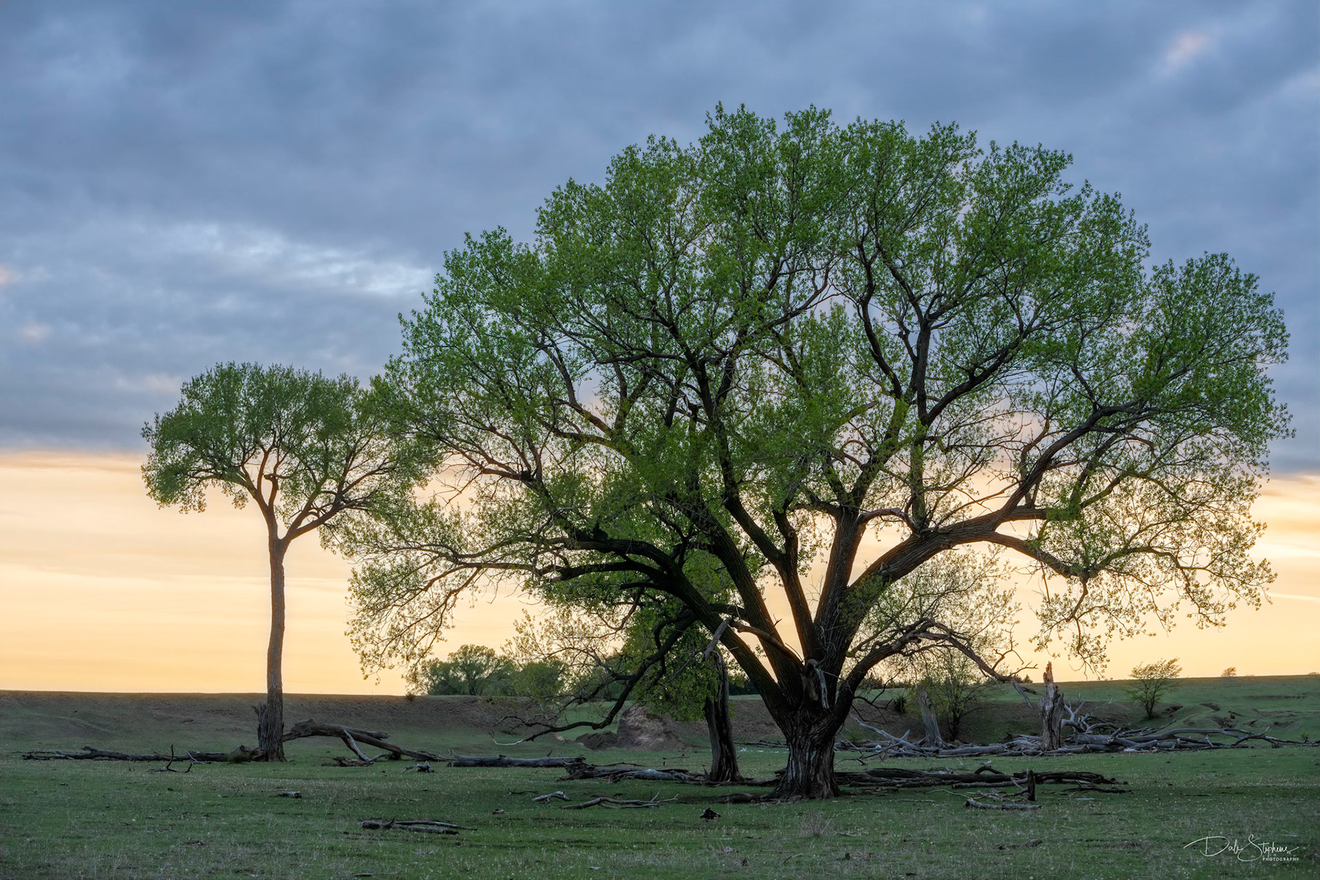 Dale Stephens - Spring 2020 Landscapes