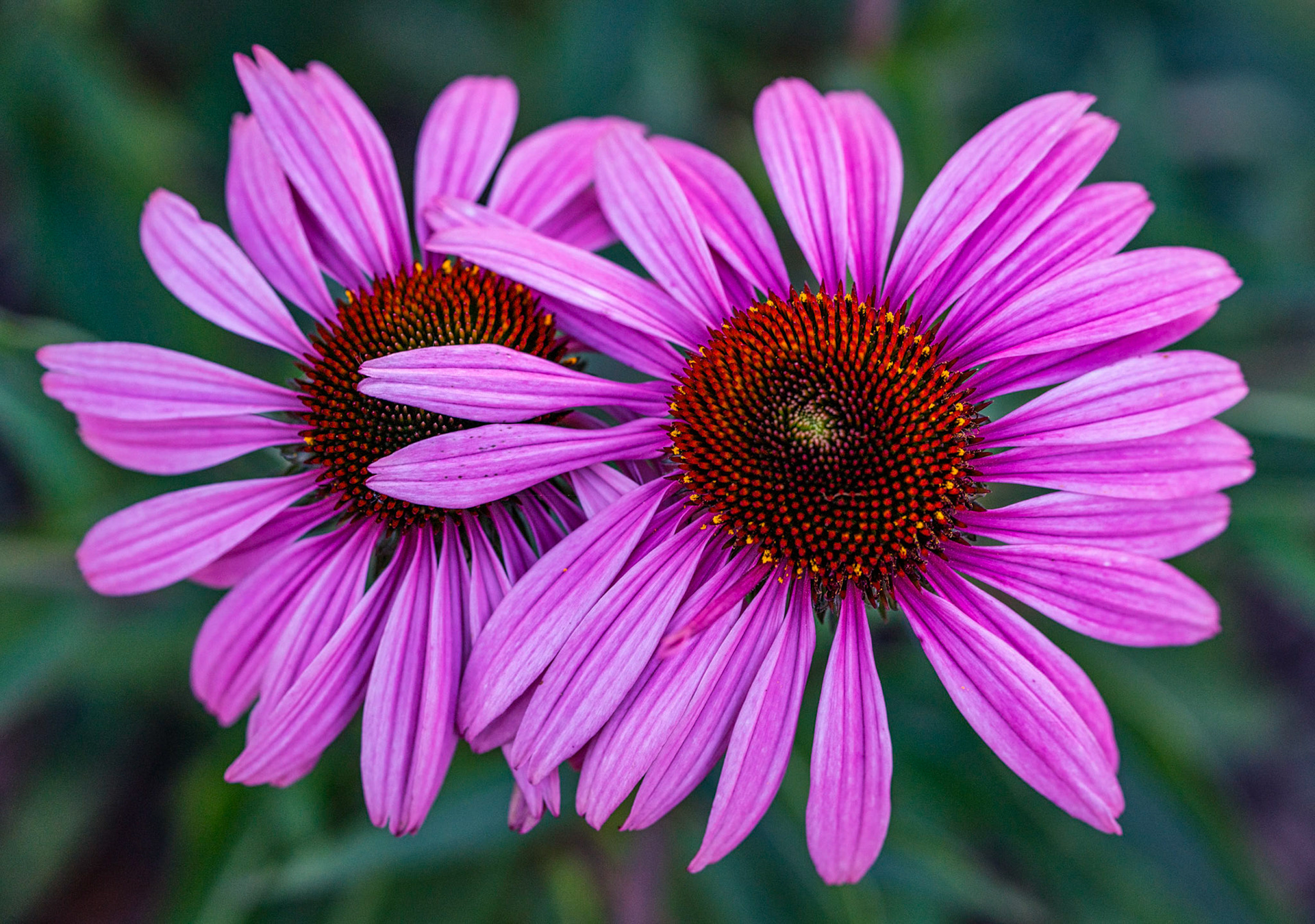 Stuart Schaefer - Flowers Gallery