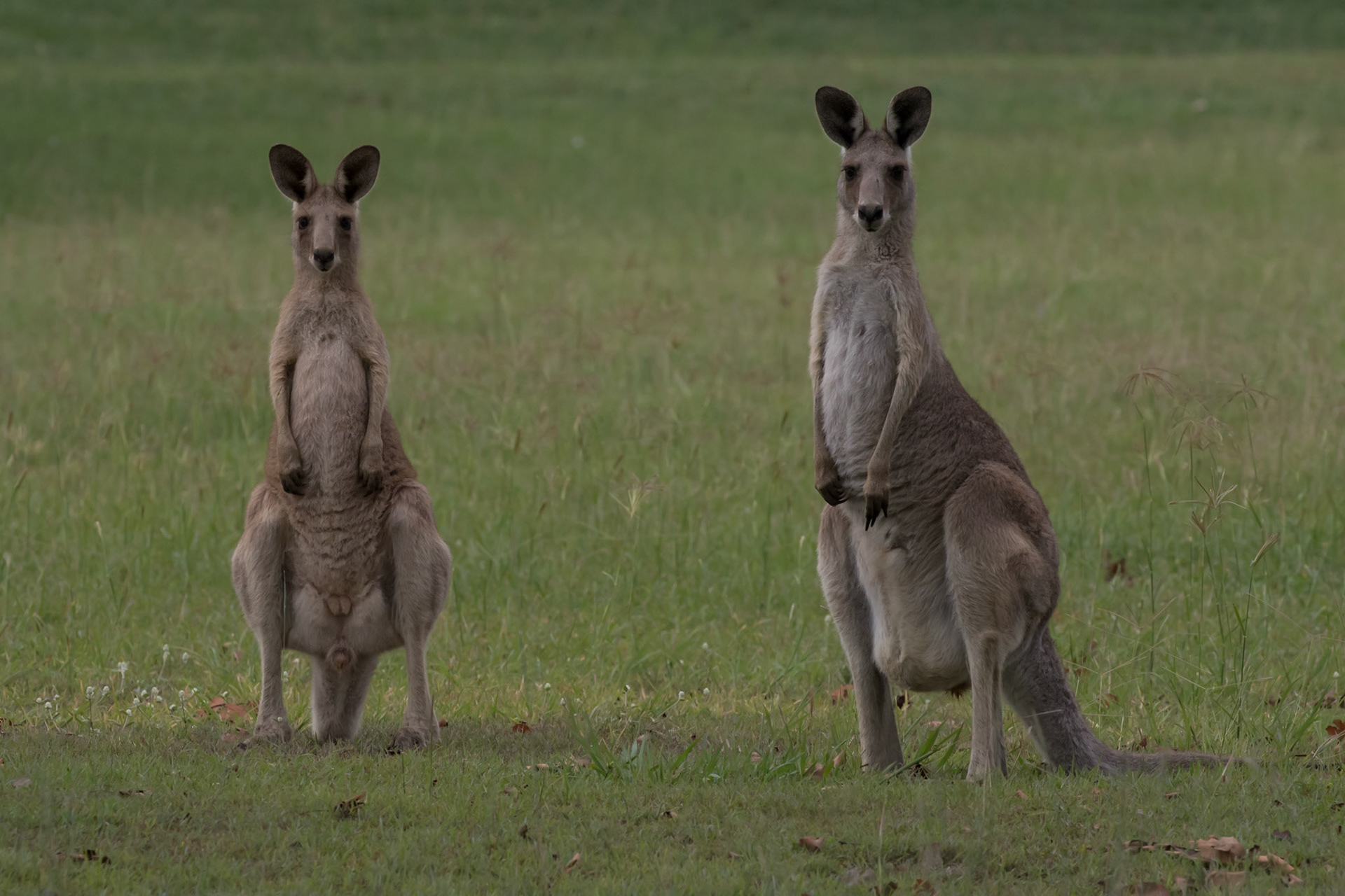 Trevor Martin - Animals