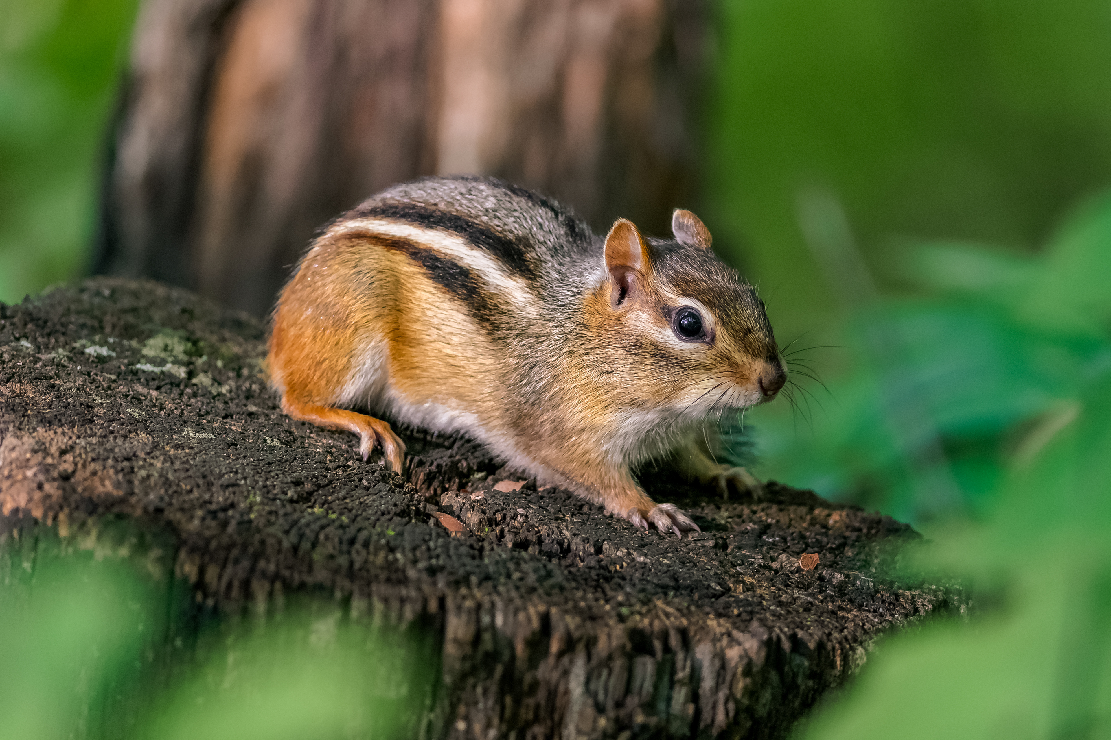 Ryan Westerberg - Wildlife