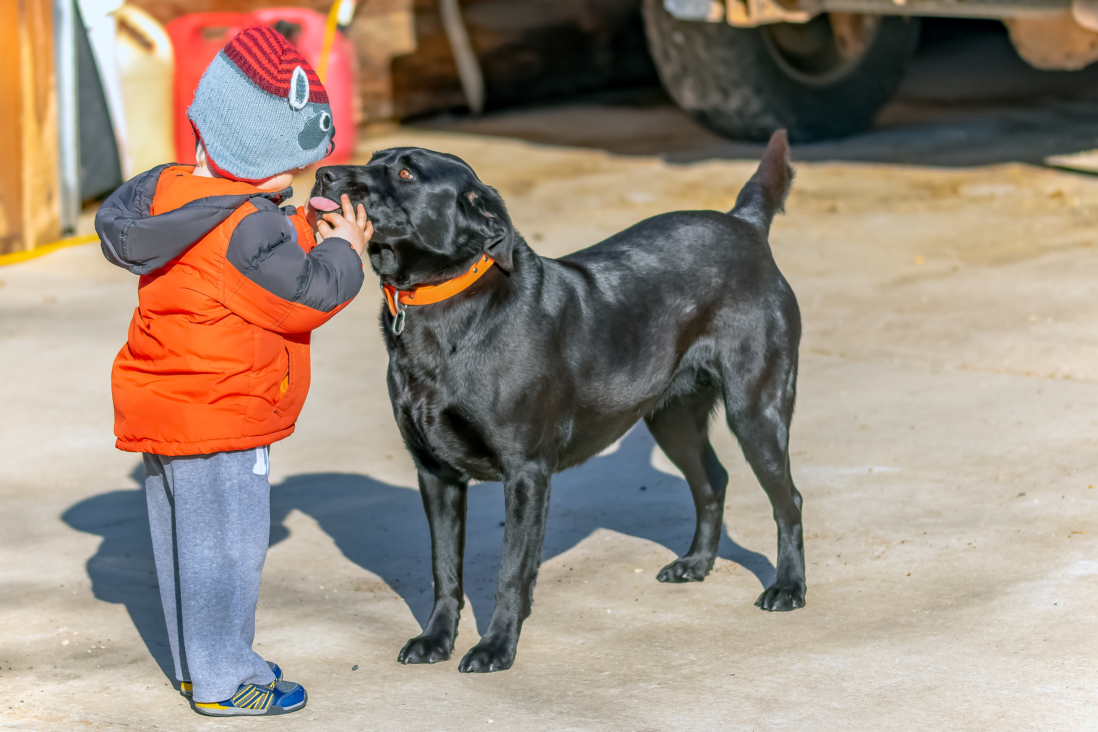 Ryan Westerberg - Furry Friends