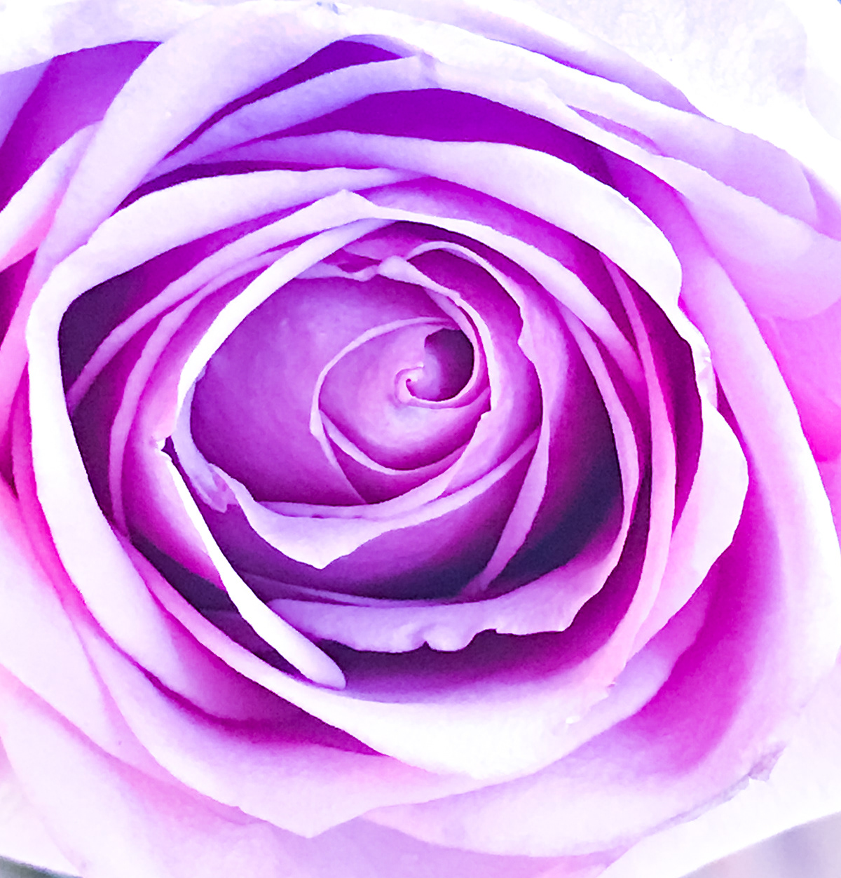 Karen Keegan Designs - Flowers