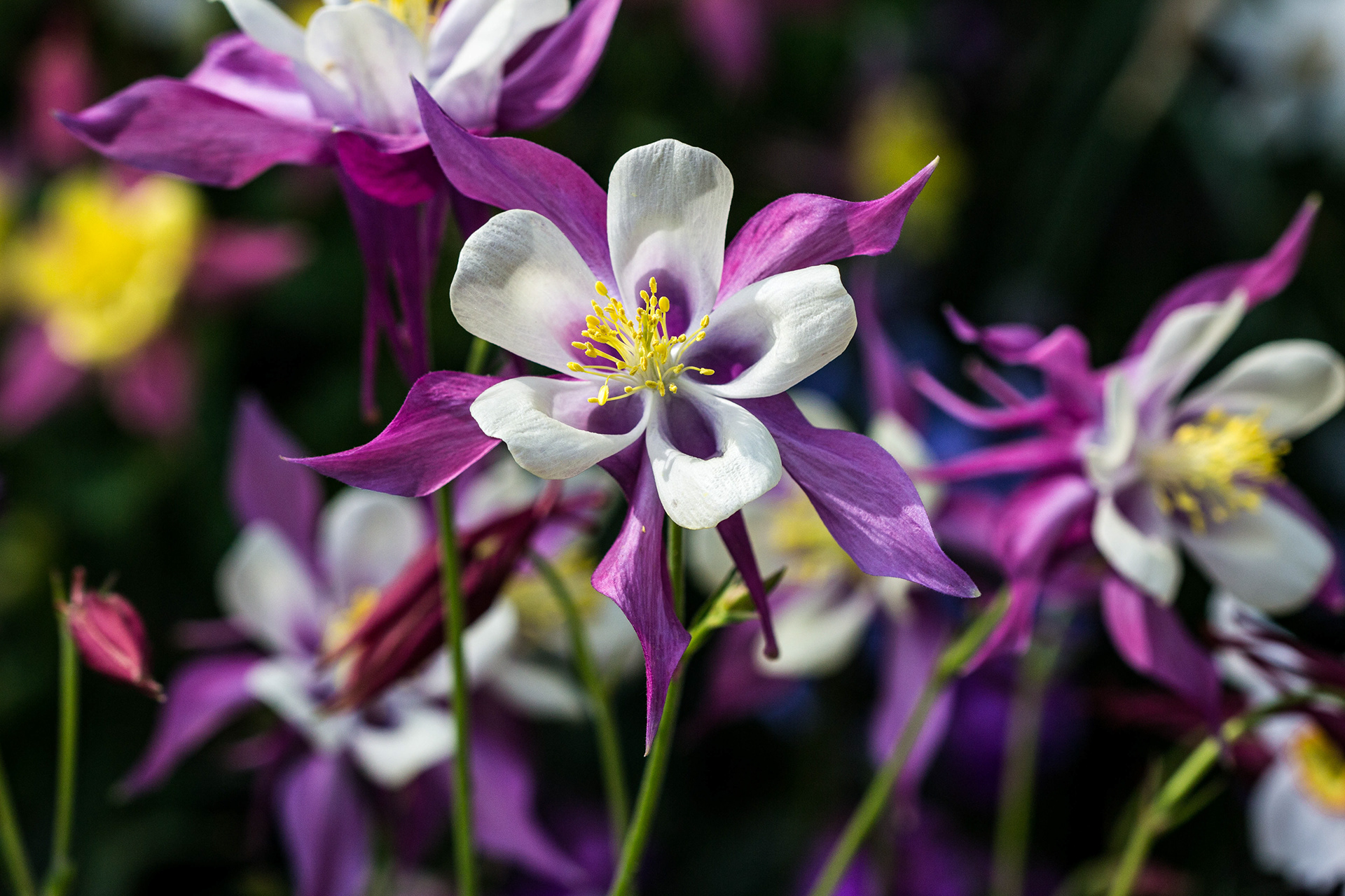 Karen Keegan Designs - Flowers