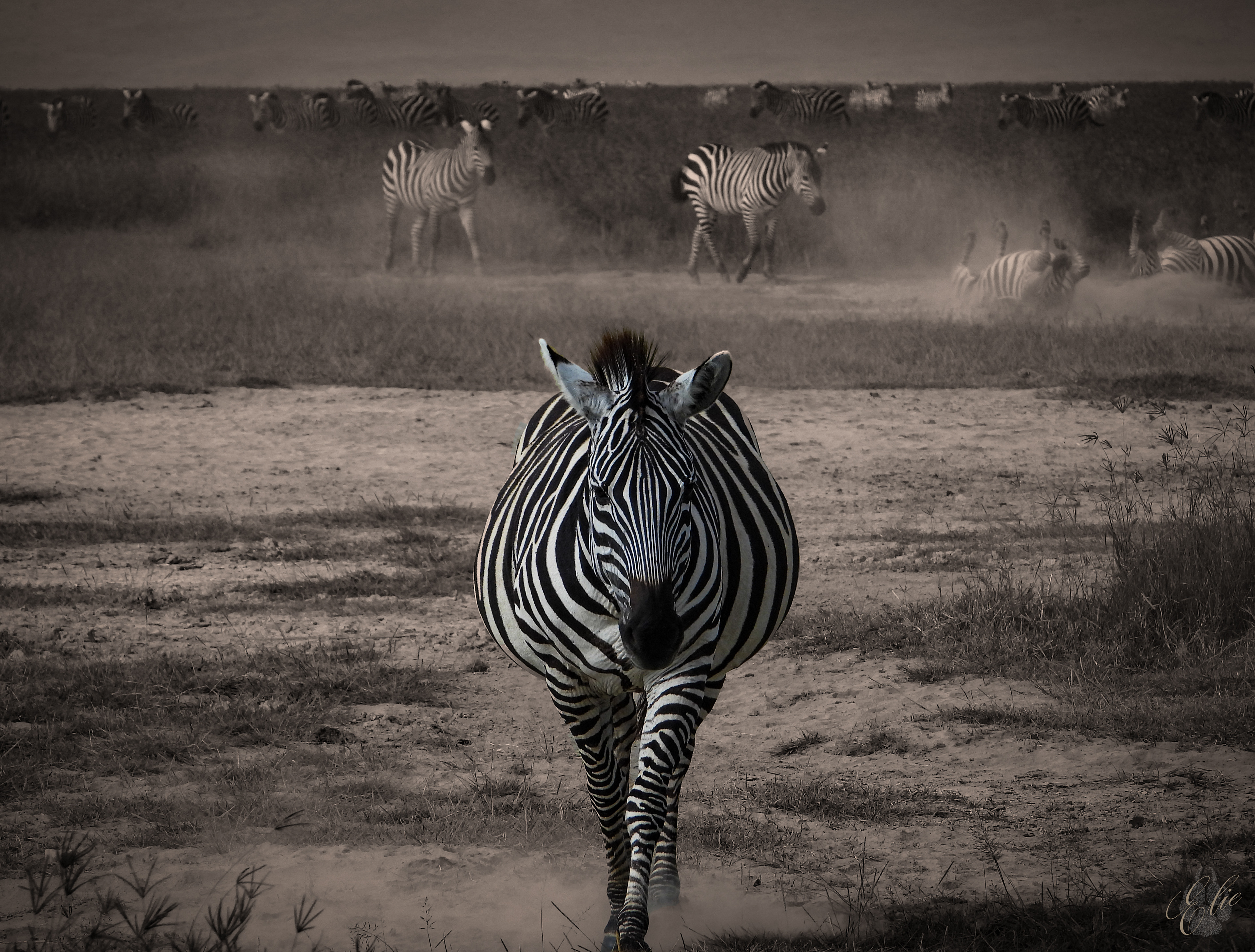 Elie Wolf Wildlife Conservation Art & Photography - ZEBRA