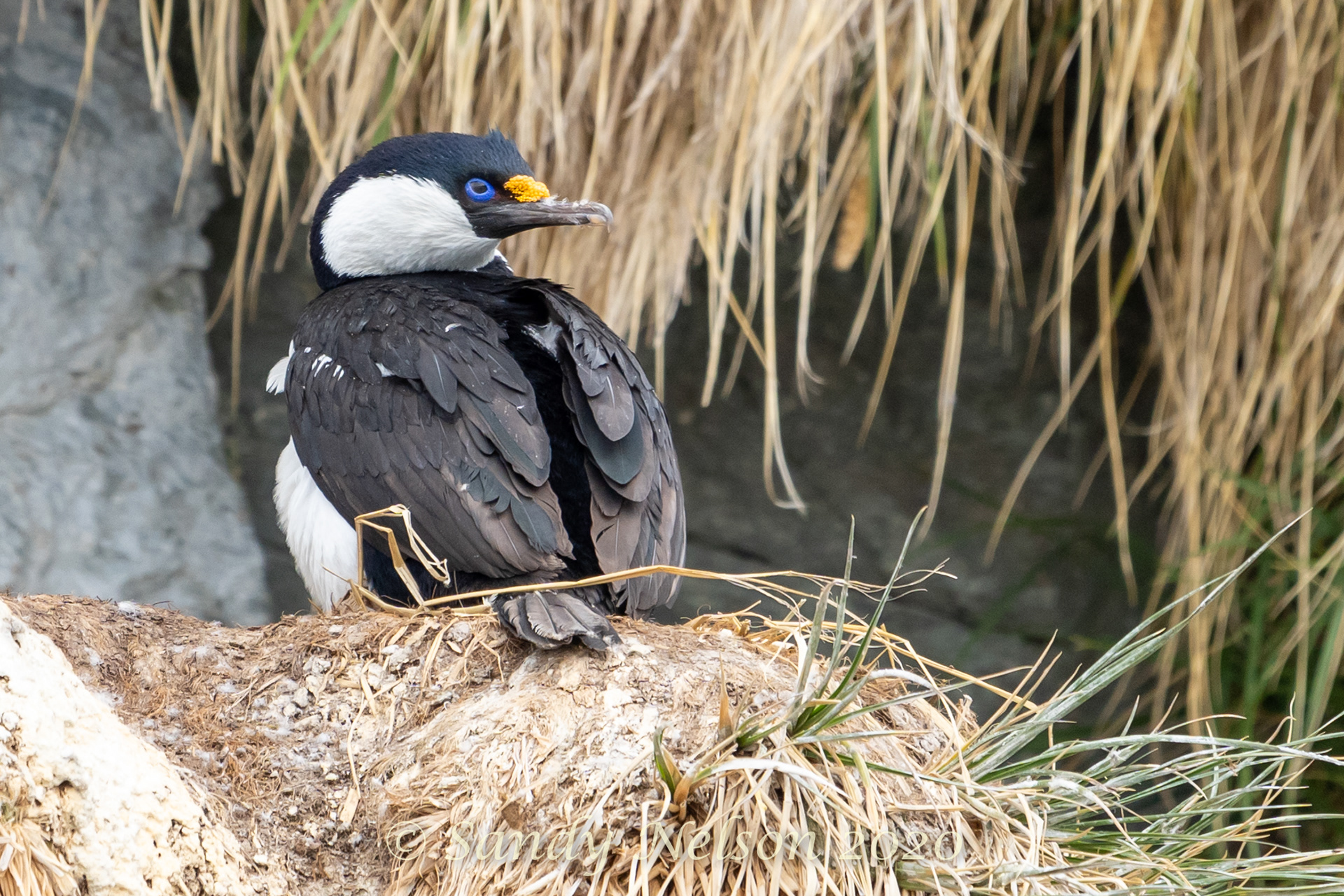Pixuberant - Blue-eyed shag (cormorant)