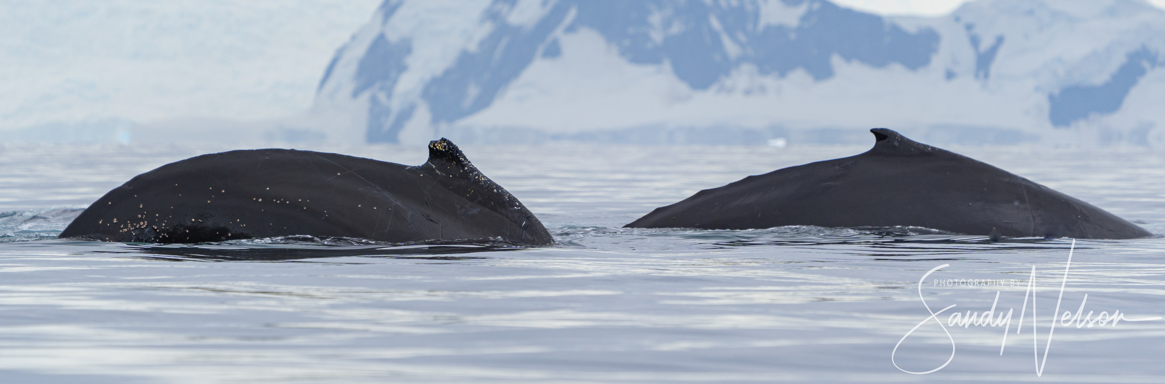 Pixuberant - Humpbacks