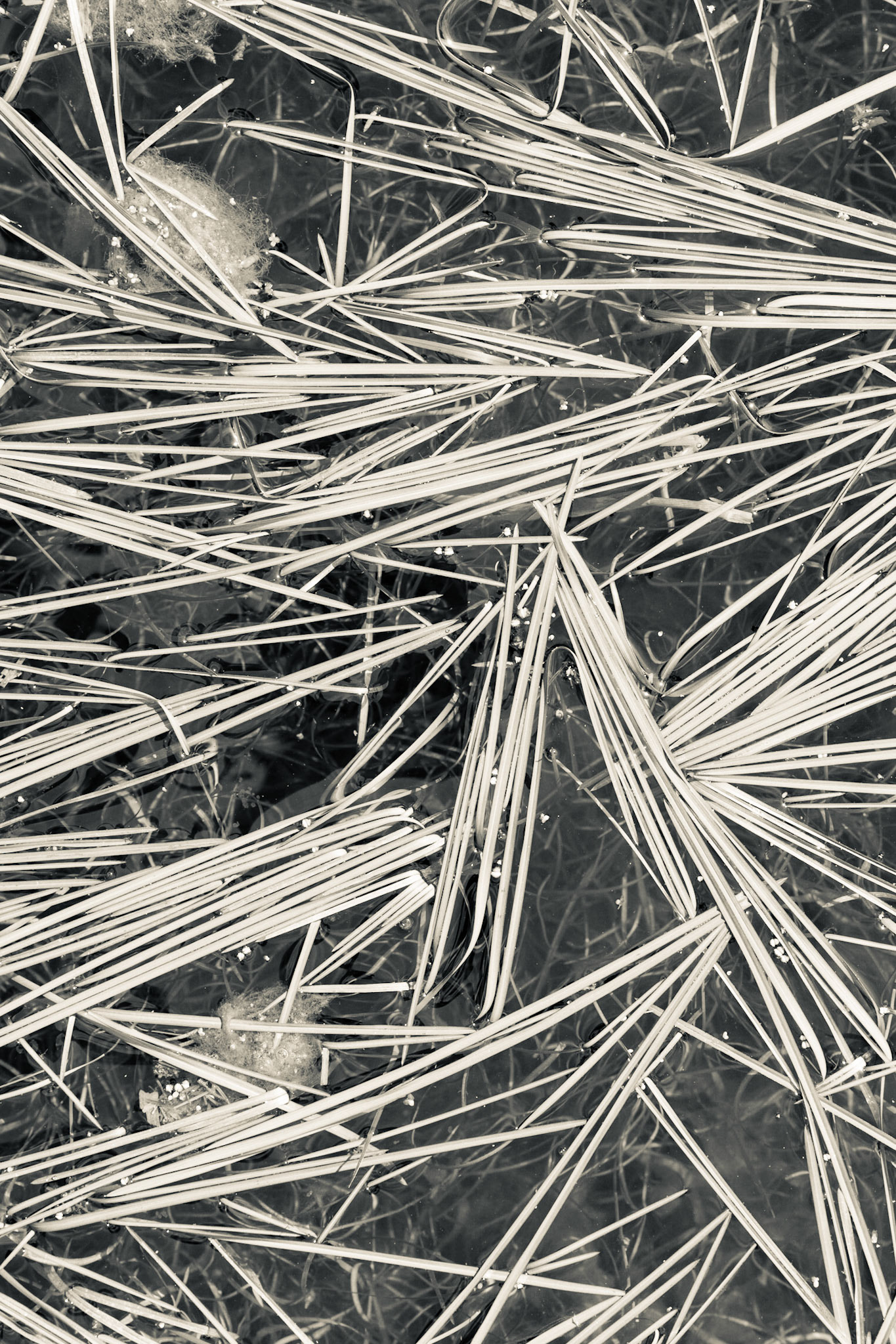 Stephen B. Hager | sbh-naturestudies - naturescapes