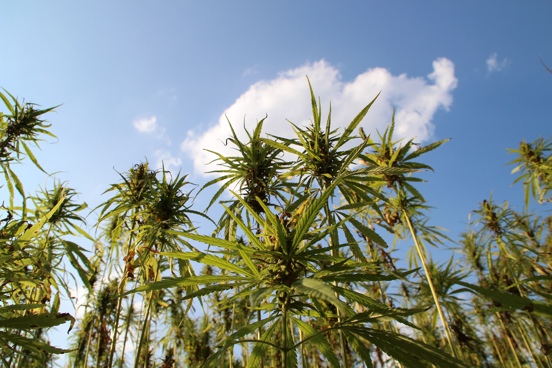 koob film media art - Film und Medienkunst Michael Koob - Hits from the ...