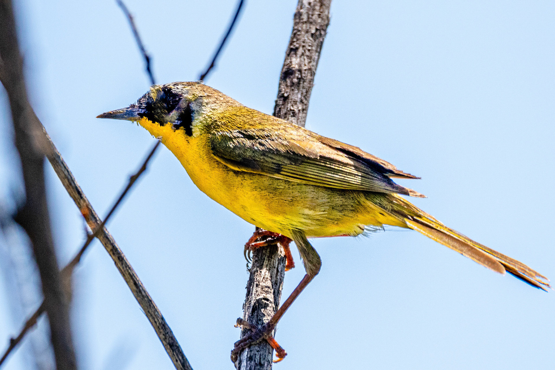 James R Anderson - Passerine Birds