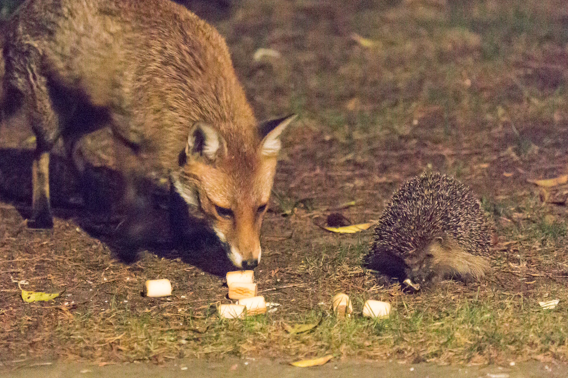 The Surrey Journal - The Fox & the Hedgehog