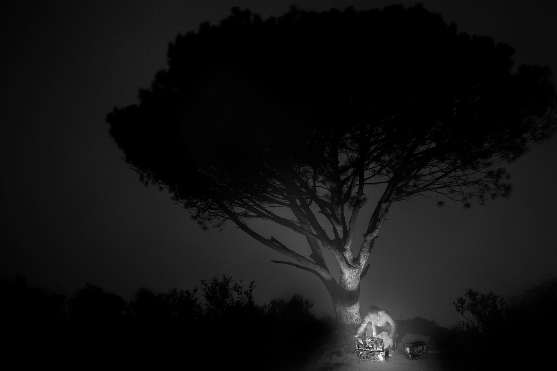 Parth Sutaria - The Tree of Life