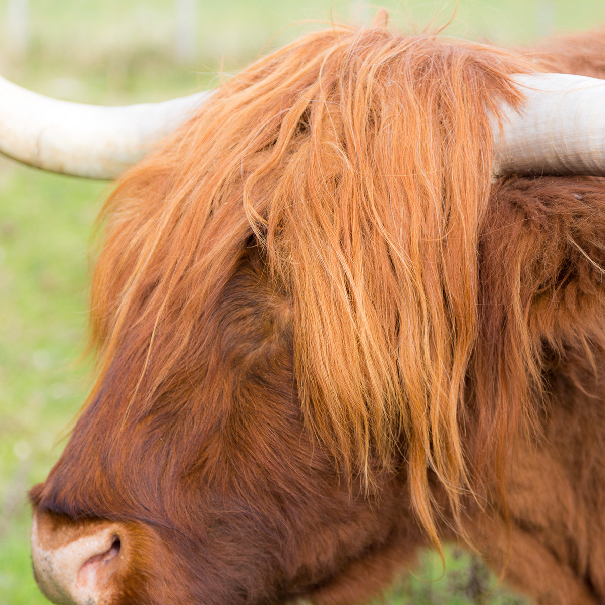 Kim Toft - Skottland - Scotland