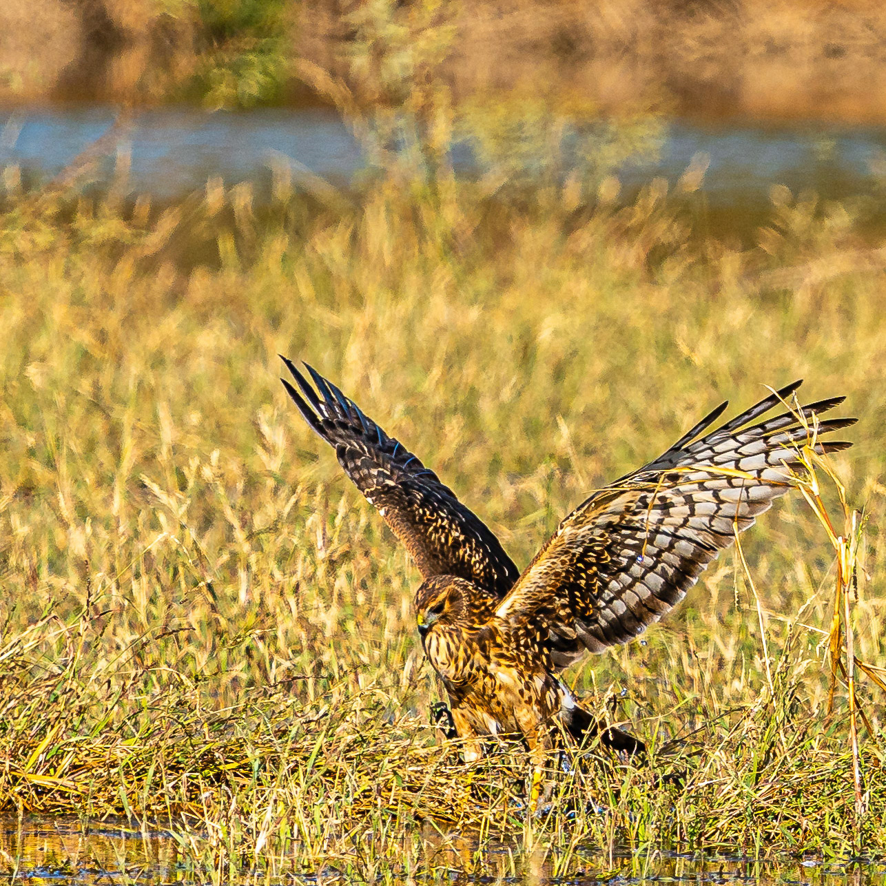 Andrew Musgrove - Diurnal Birds of Prey