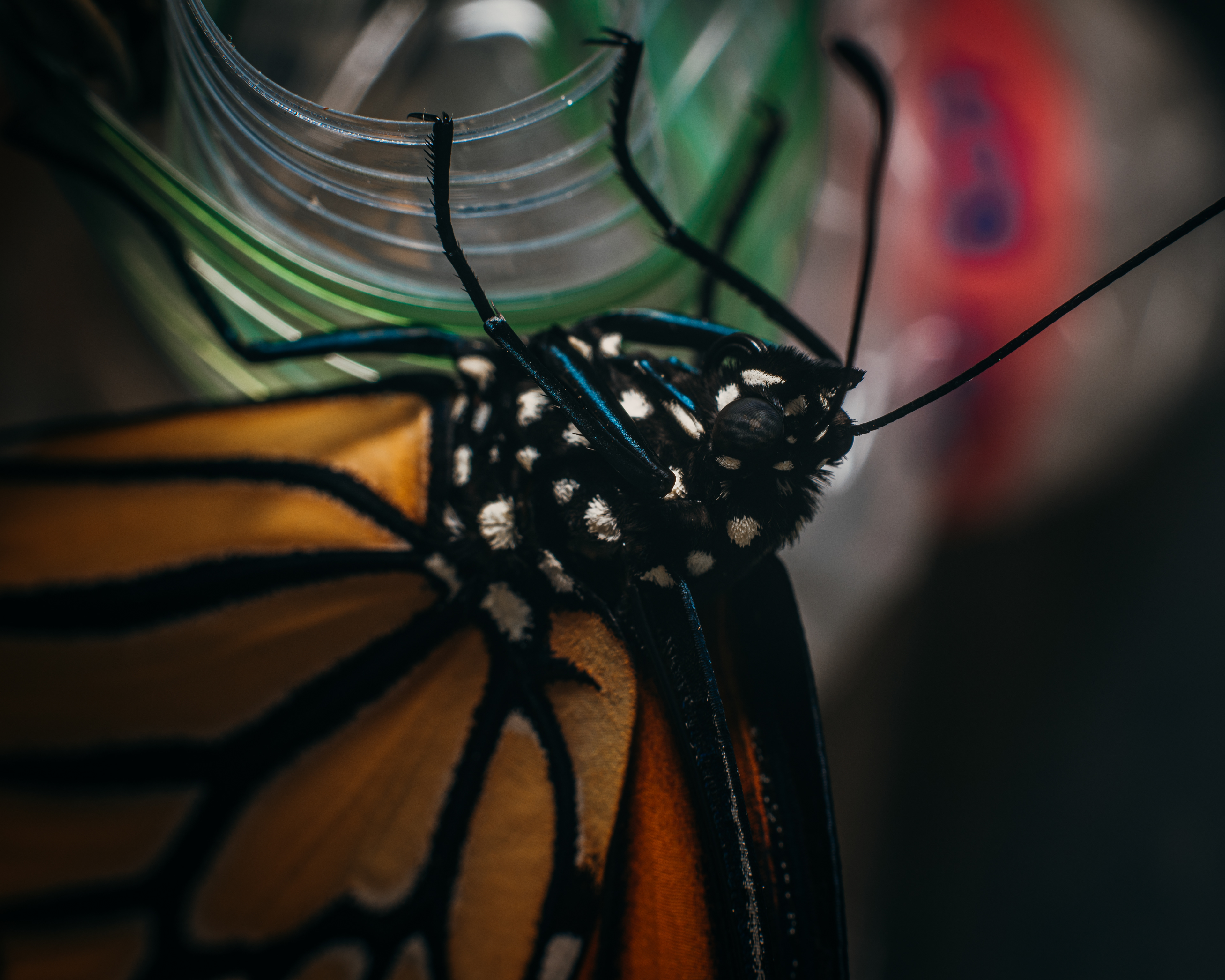 42films - Macro Photography