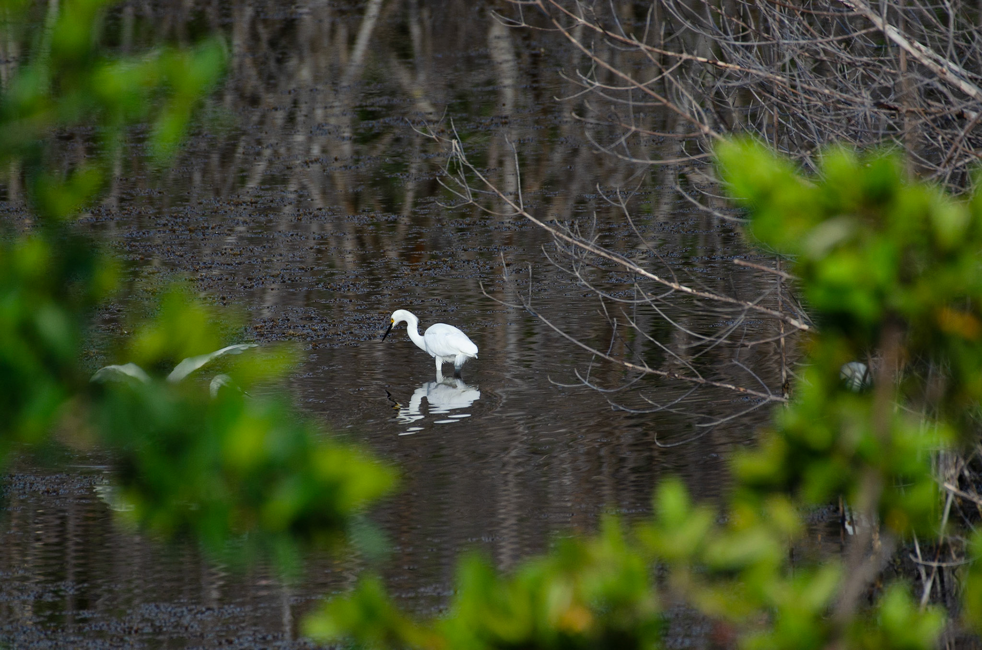 Ken Reichner - Key West Birds Portfolio