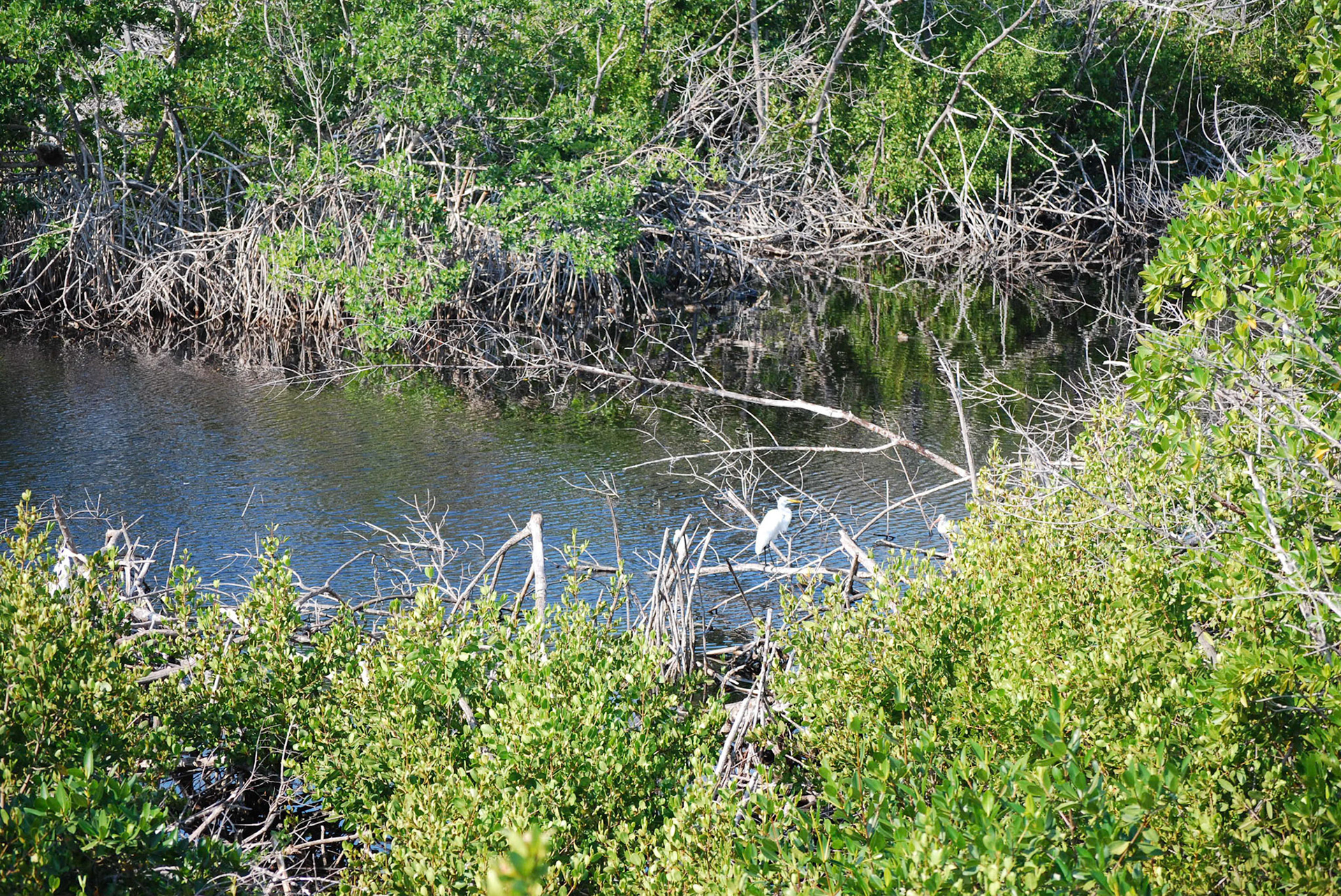 Ken Reichner - Key West Birds Portfolio