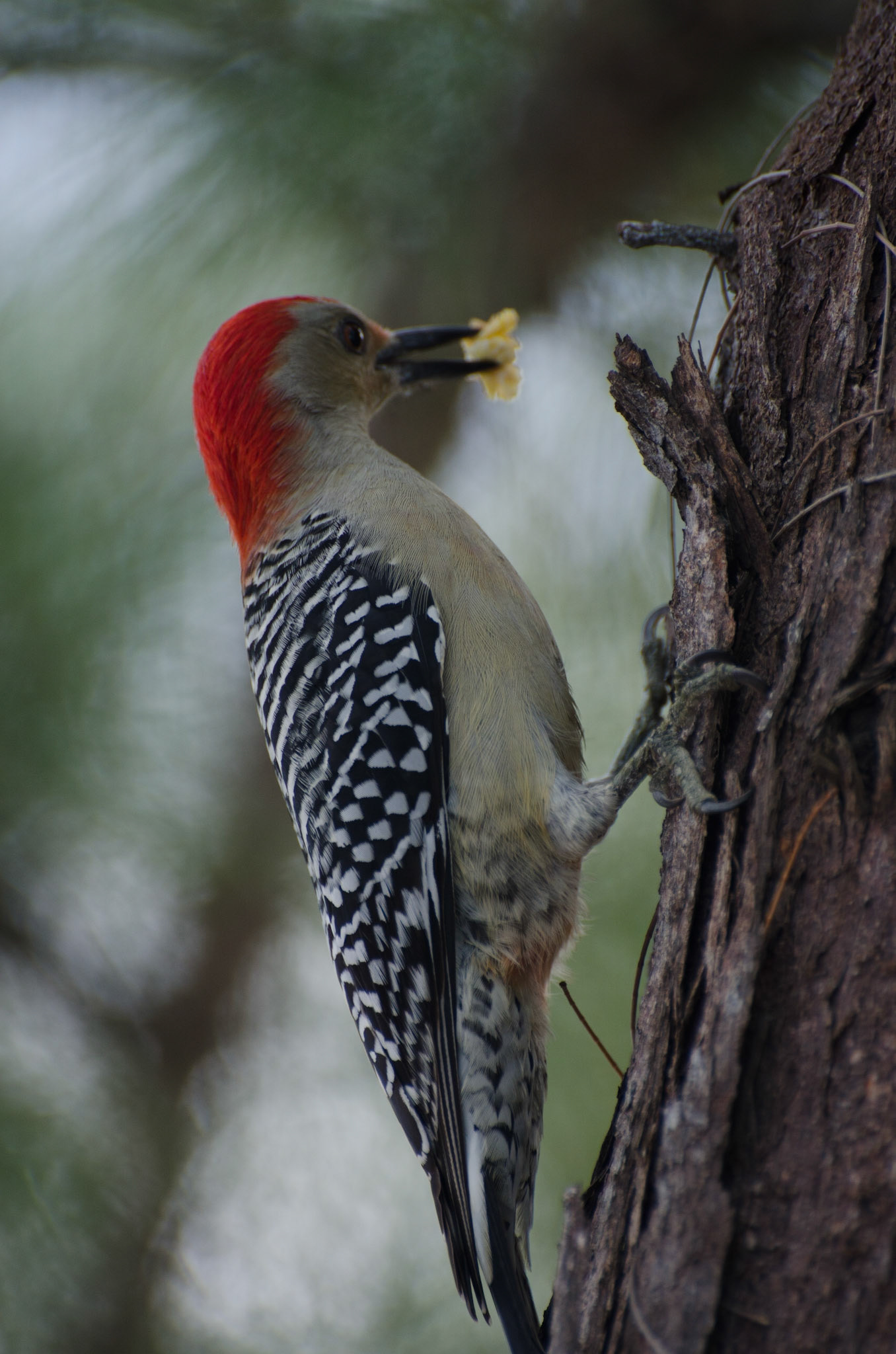 Ken Reichner - Key West Birds Portfolio