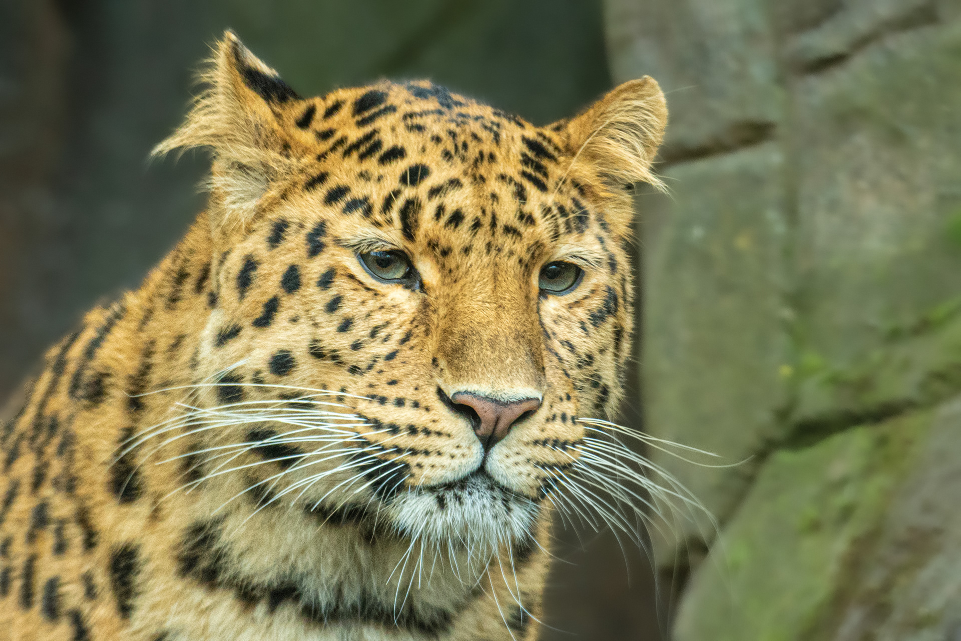 Rays Captured Moments - Amur Leopards