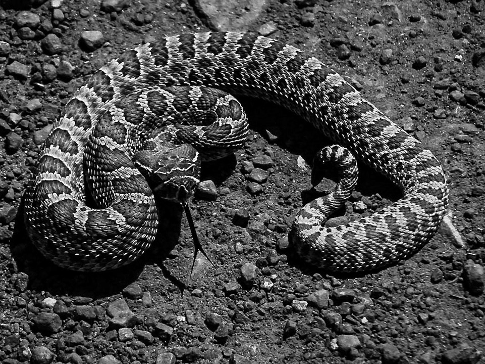 Simon Foot Photography