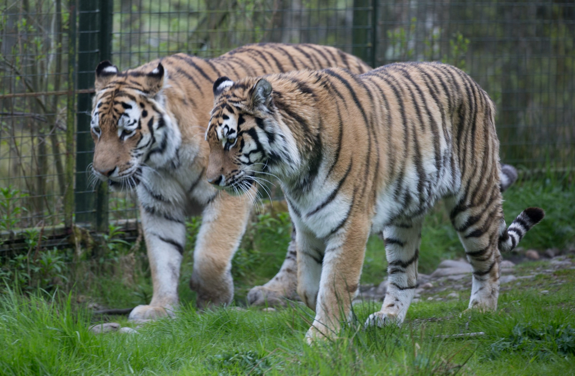 Bield Photography - Kingussie Wildlife Park