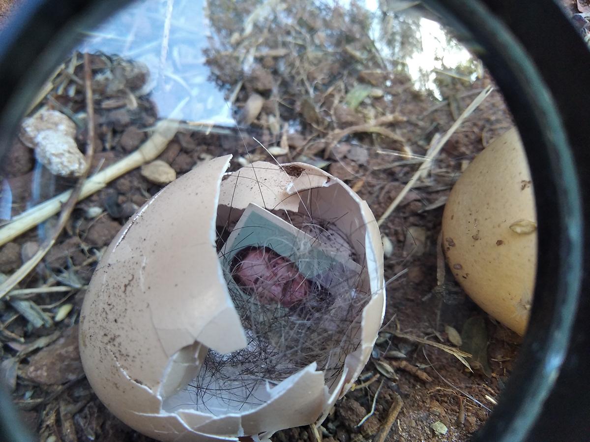 LUA CLARA - PROCURANDO PELO EM OVO OU ACERCA DO QUE ENCONTREI I