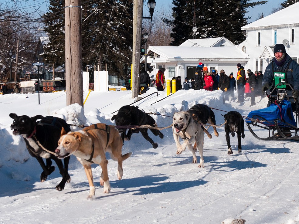 Bill Chomik Photography - Dog Sled Racing