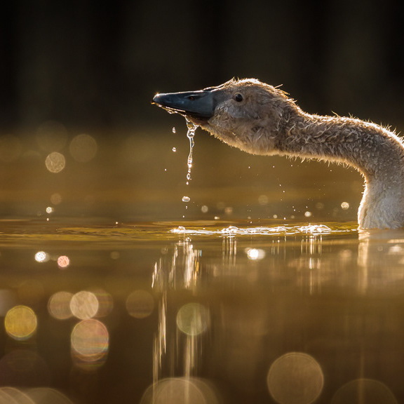 Jeremy Robbins Photography - Gallery