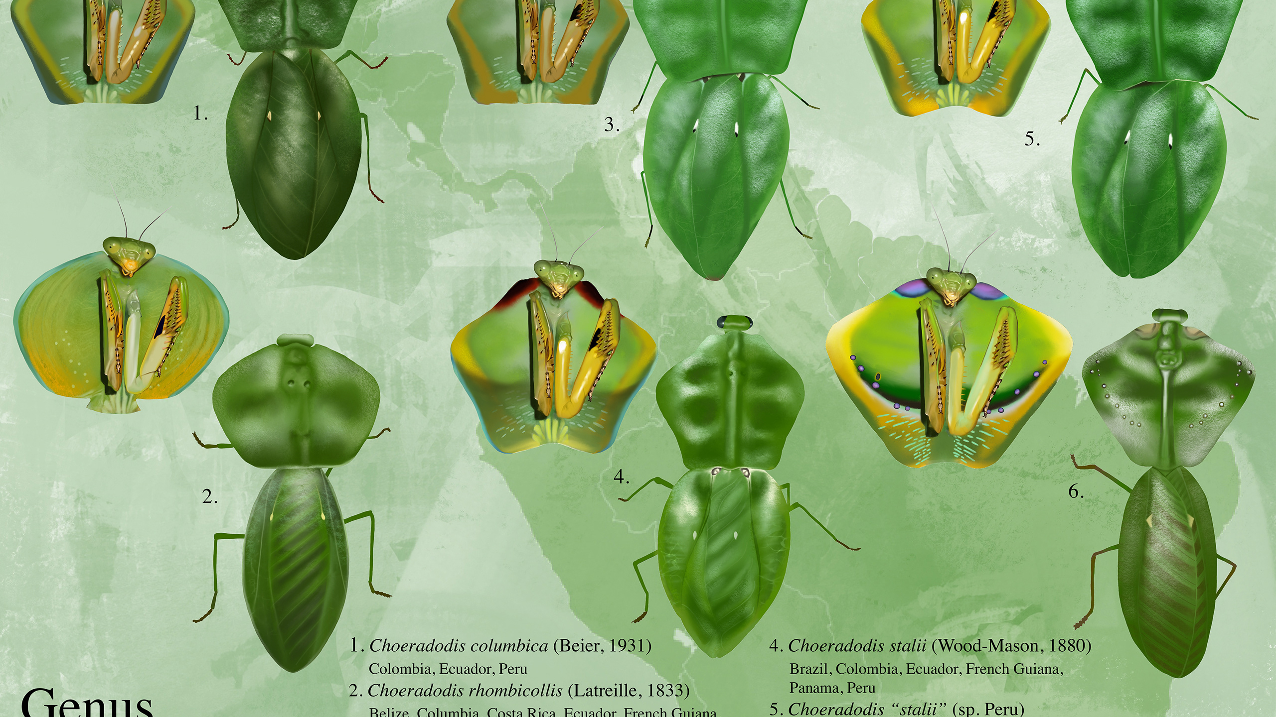 Andrew Blaurock - Monstera obliqua complex