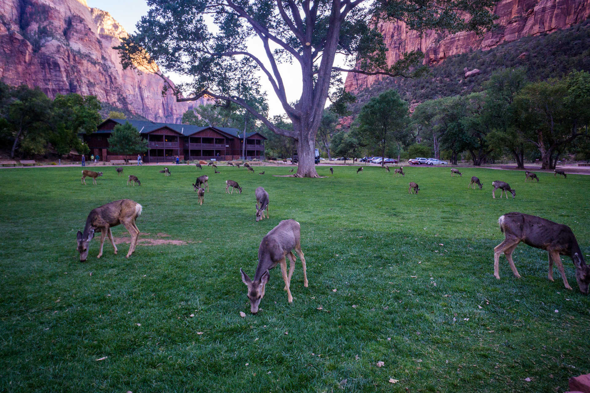 Get Your Corg On! - Wildlife