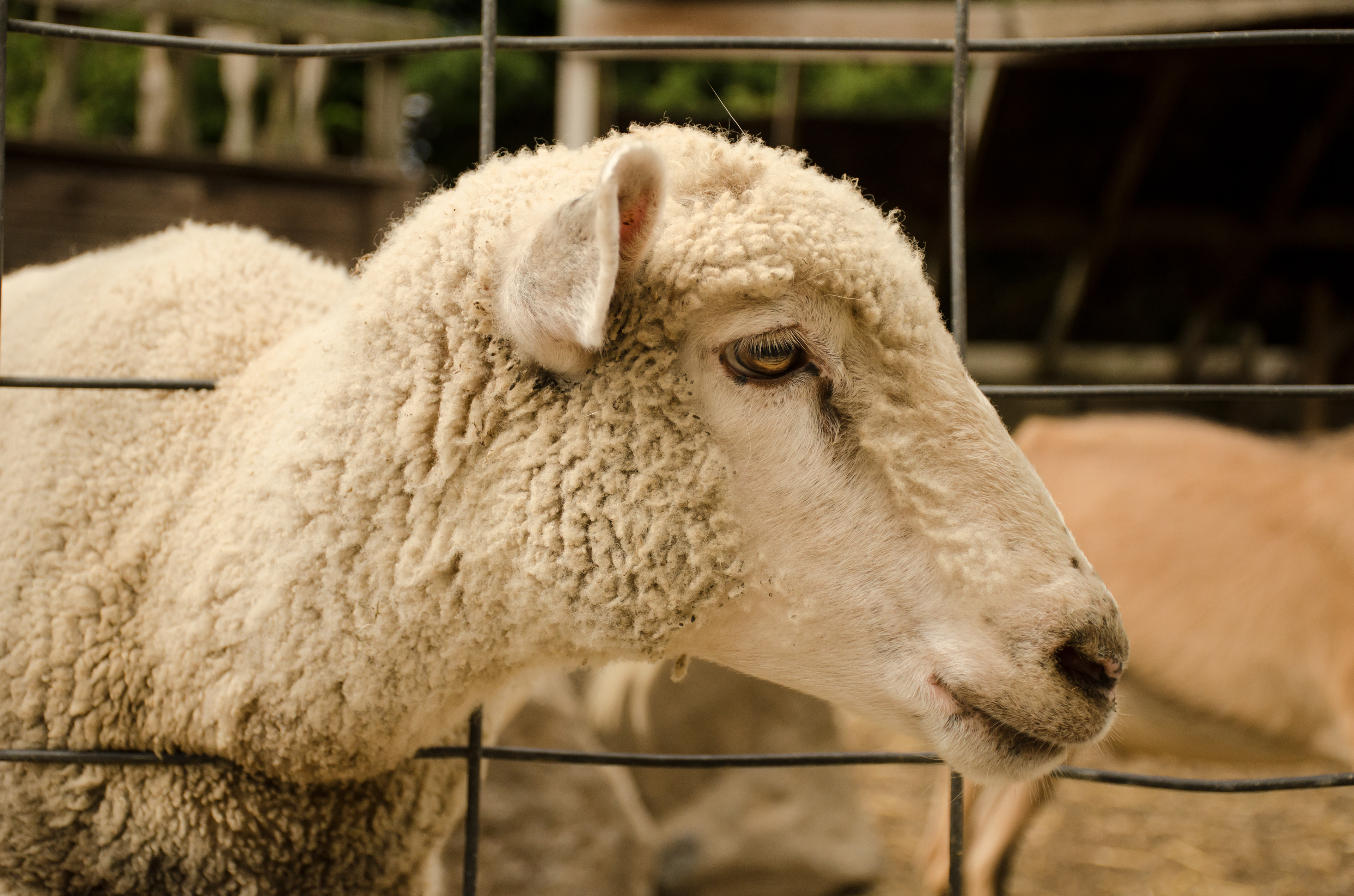 Joseph Provenza - Long Island