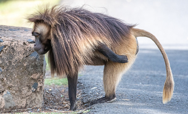 Philippe Jeanty - Ethiopia, Gelada